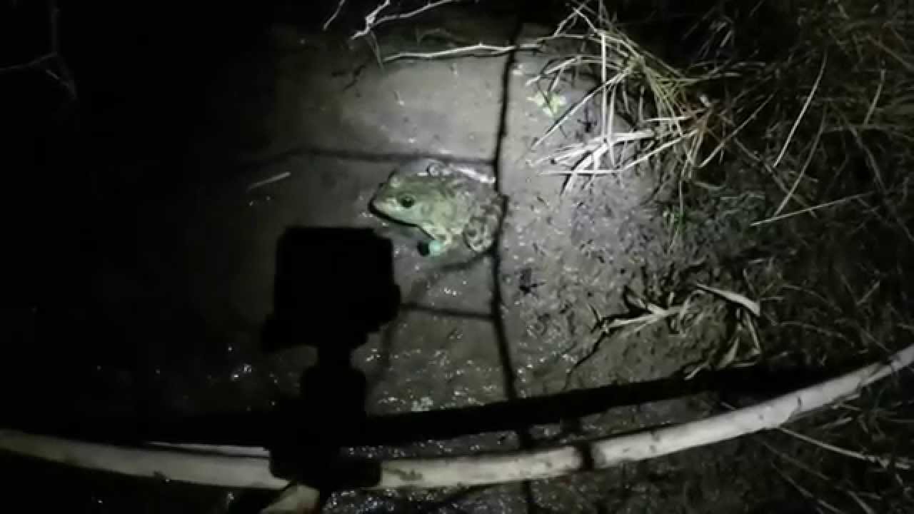 Blow Gun Frog Hunting - YouTube