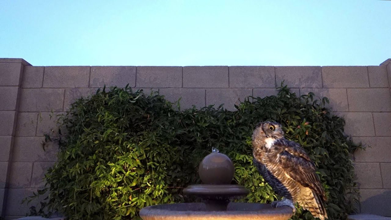 Owl Drinking - Close up - YouTube