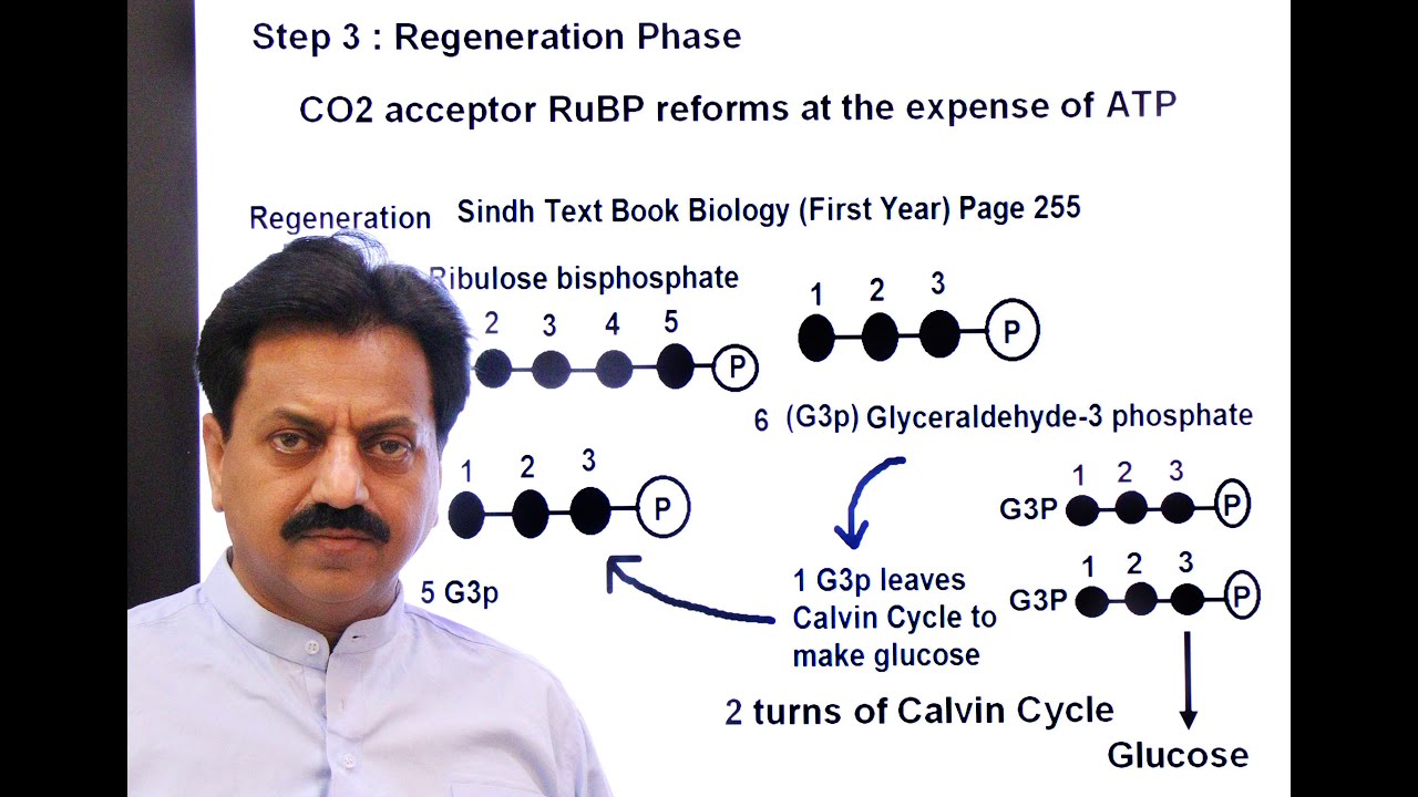 First Year / Ch 11 / Bioenergetics / Part 17 / Calvin Cycle ...