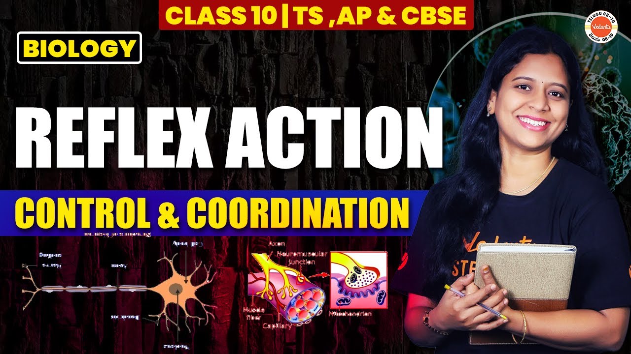REFLEX ACTION | Control & Coordination | Class 10 Biology TS, AP & CBSE ...