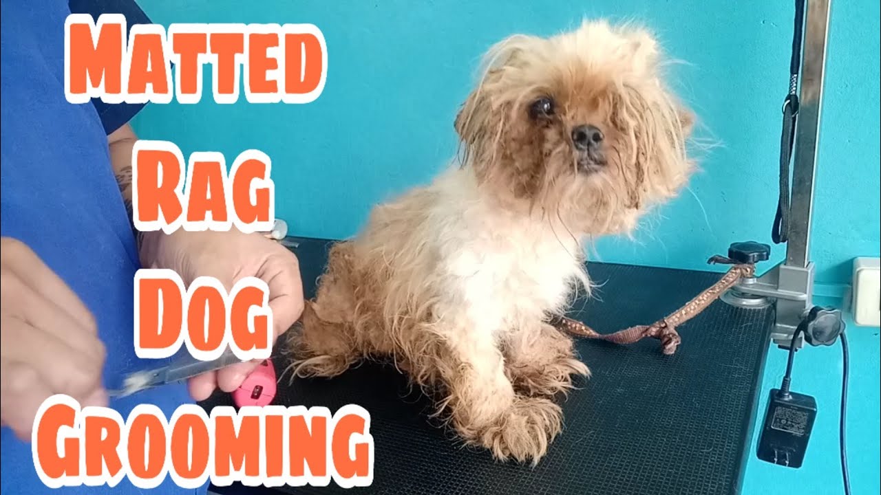 Rag And Rough Neglected Matted Dog Shavedown fullgroom - YouTube