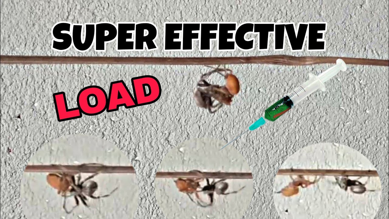 SUPER EFFECTIVE - Spider Load - YouTube