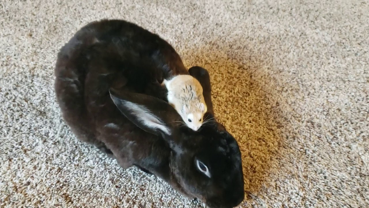 Animal Friday | Hamster & Bunny Photography - YouTube