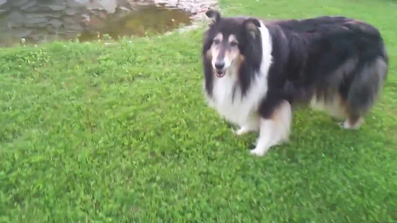Collie with degenerative myelopathy walking - YouTube