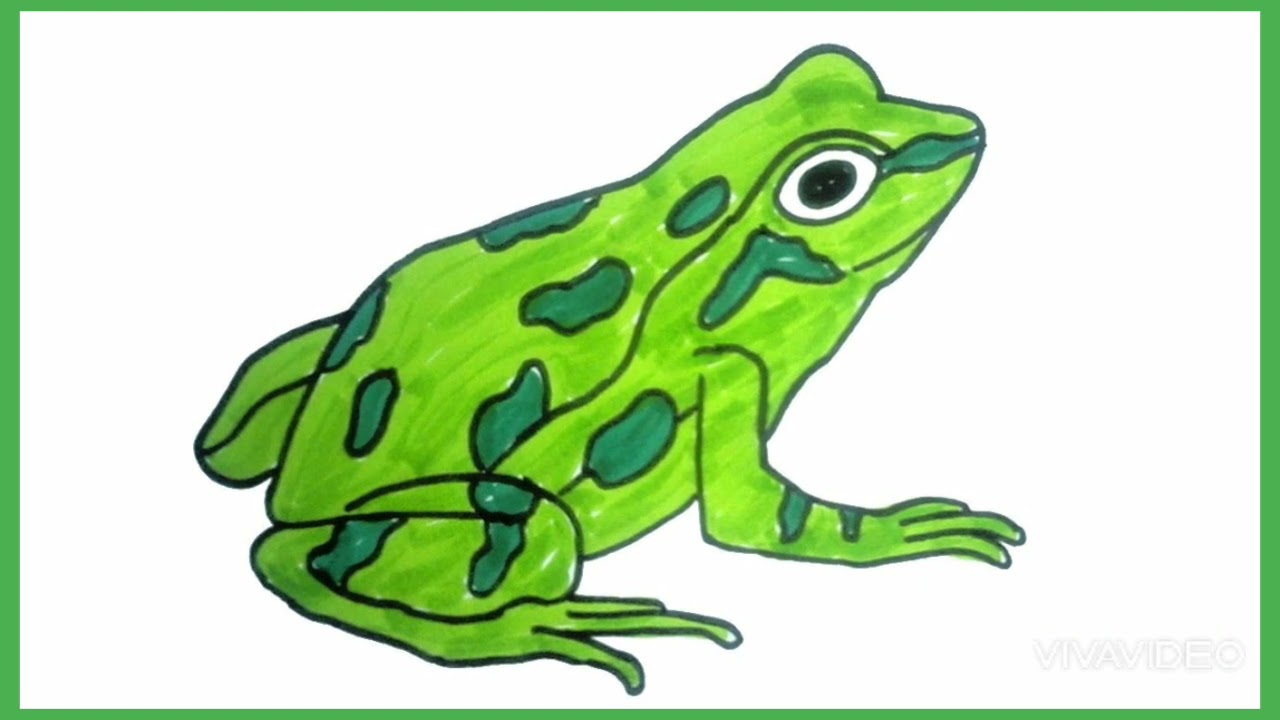 Class Amphibia Diagram