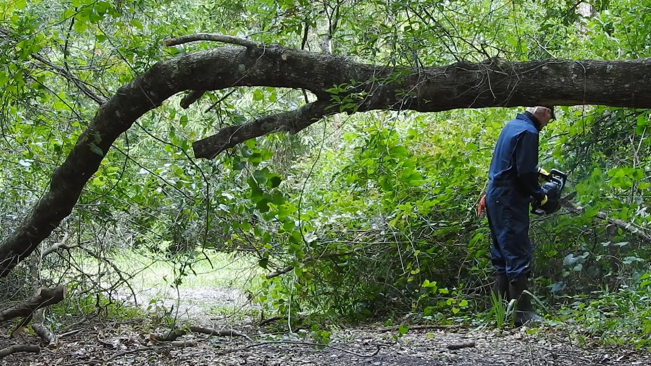 Episode 1 - Dropping Trees and when they don't always fall where you ...