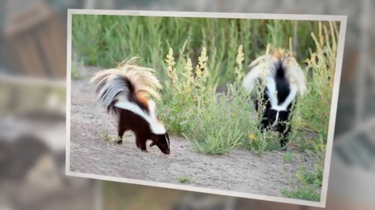 What Do Wild Skunks Eat? - YouTube