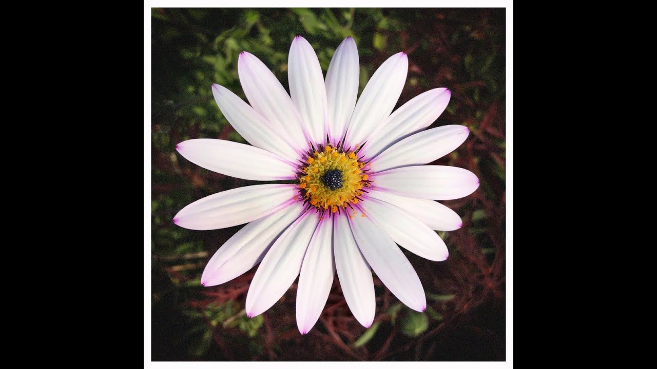 The Little Lighthouse Sessions: Lars Hokpers Vals - a Swedish waltz ...