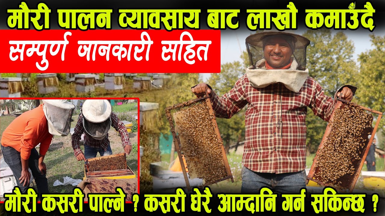 मौरी पालन बाट मालामाल ७ लाख सम्मको कमाई | Mauri Palan Byabsaya in nepal ...