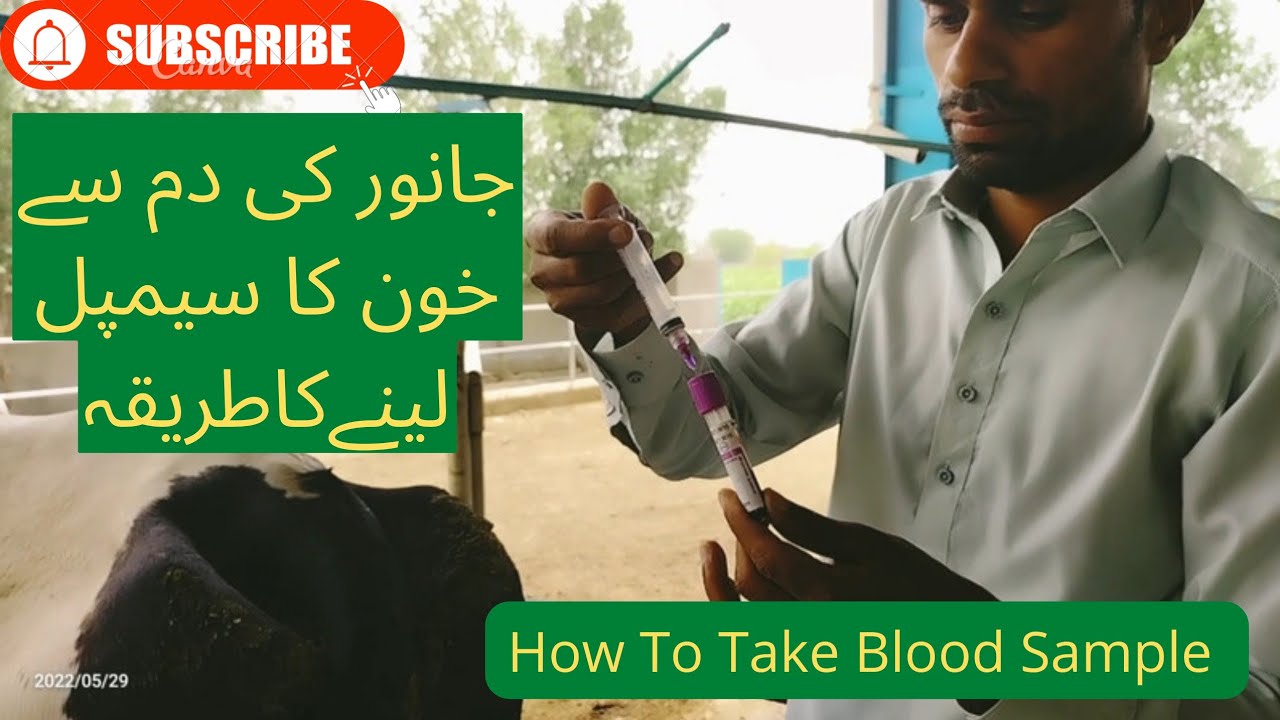 How To Take Blood Sample From Cow ll How To Collect Blood From Tail ...