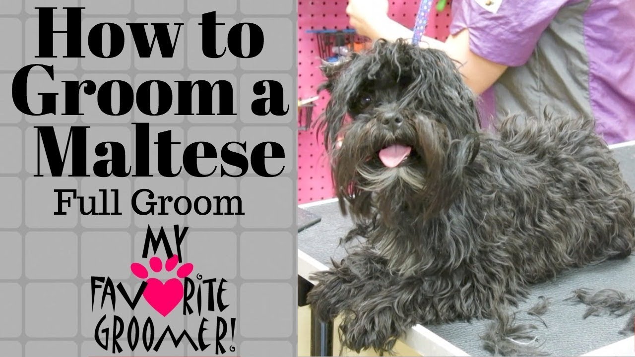 Trimming a Maltese Full Groom - YouTube