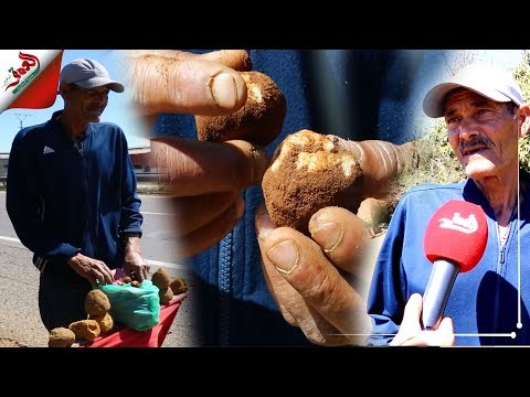 الترفاس ..فطر أغلى من سعر برميل النفط  له فوائد صحية مهمة ويباع على جنبات الطرق بالمغرب