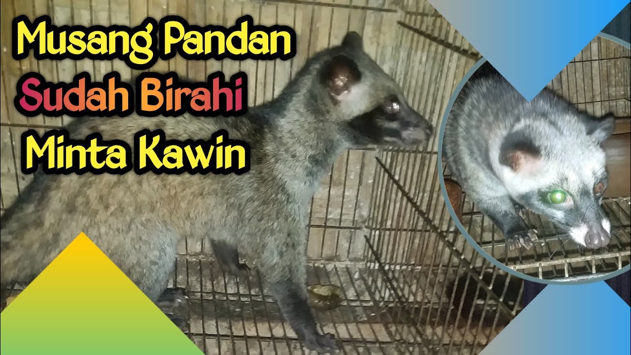 Part 1 || Musang Pandan birahi langsung minta kawin di malam hari - YouTube
