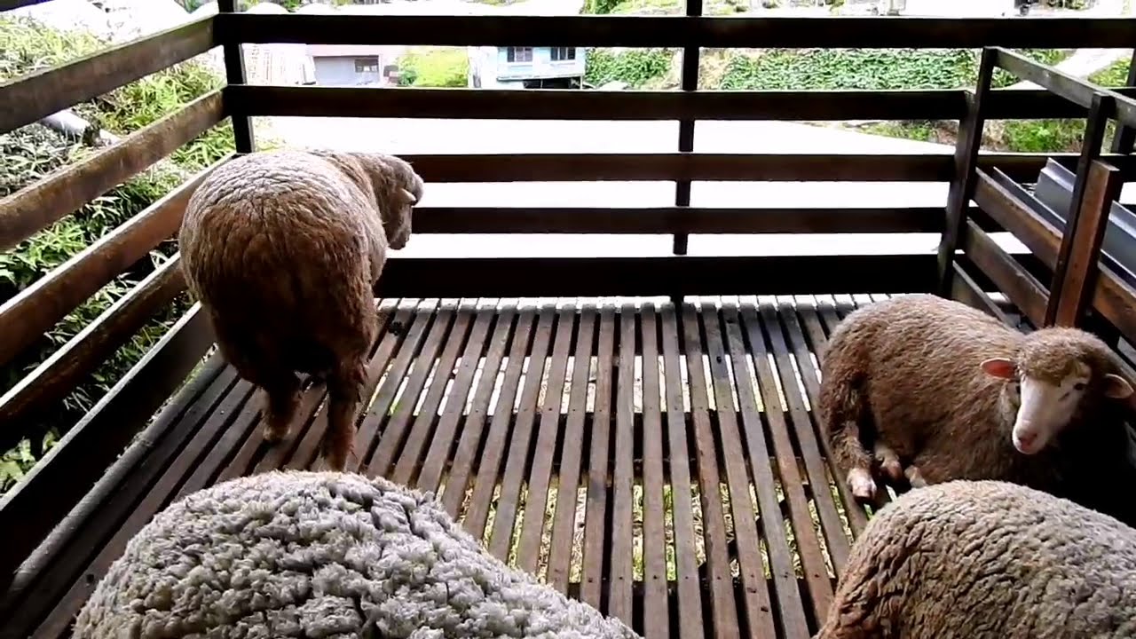Masuk Kandang Kambing Biri Biri | The Sheep Sanctuary Di Cameron ...