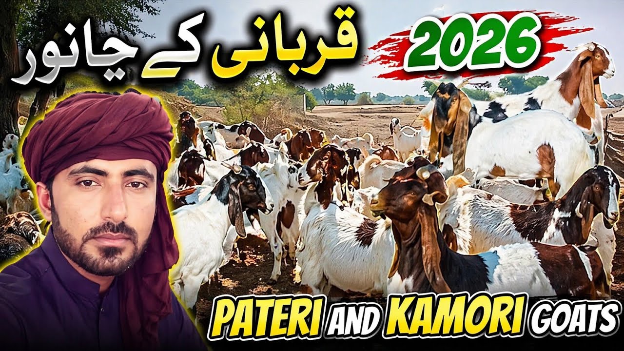 pure pateri and kamori goats l goat farming in pakistan l kamori goats ...