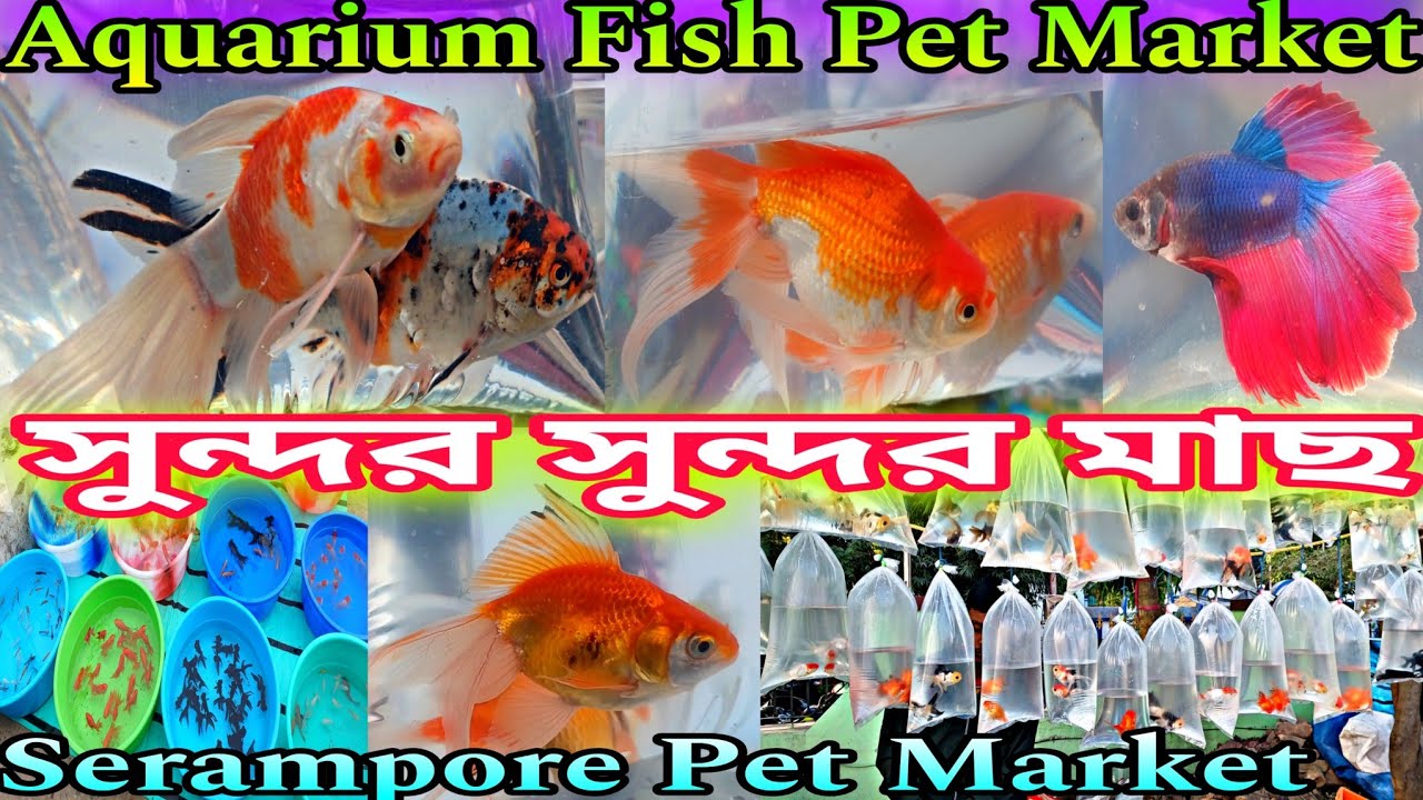 Serampore Fish Pet Market | Serampore Pet Market Fish 🐟 | Serampore Pet ...