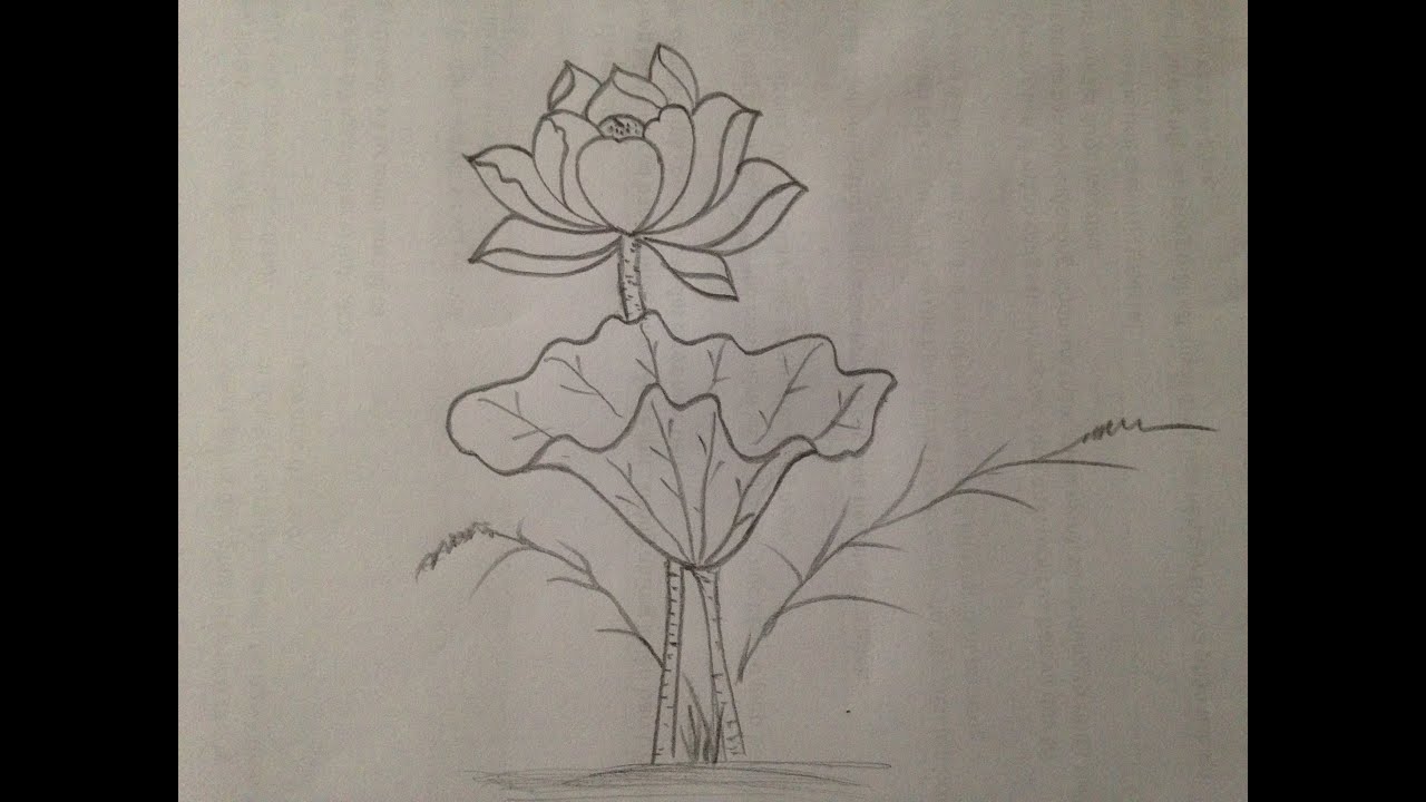 Cách vẽ hoa sen đơn giản | Hướng dẫn vẽ hoa sen bằng bút chì | Draw the ...
