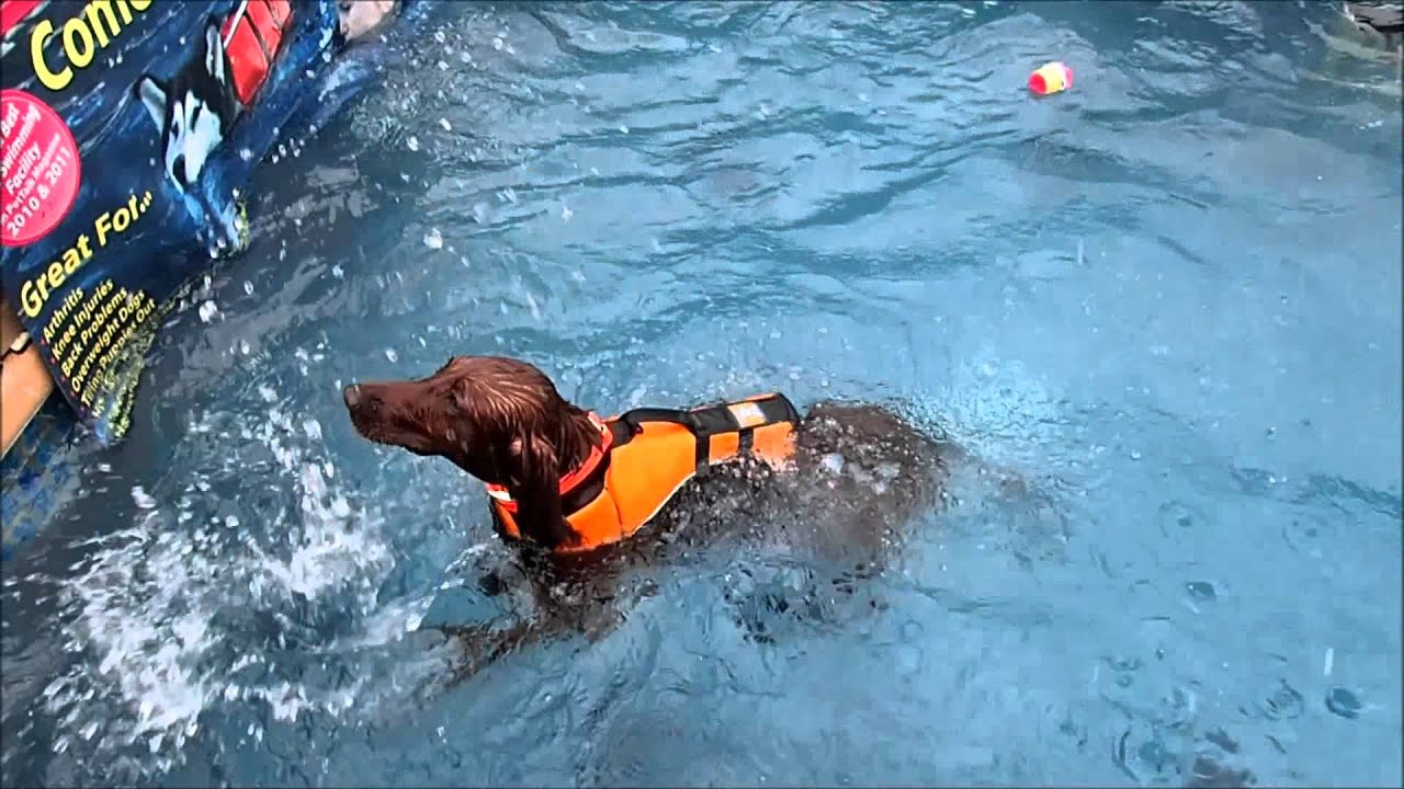 3 Irish Setters who just learned to swim are now competing for dog toys ...