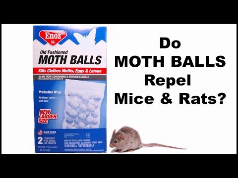 Do Moth Balls Repel Mice?  Mousetrap Monday