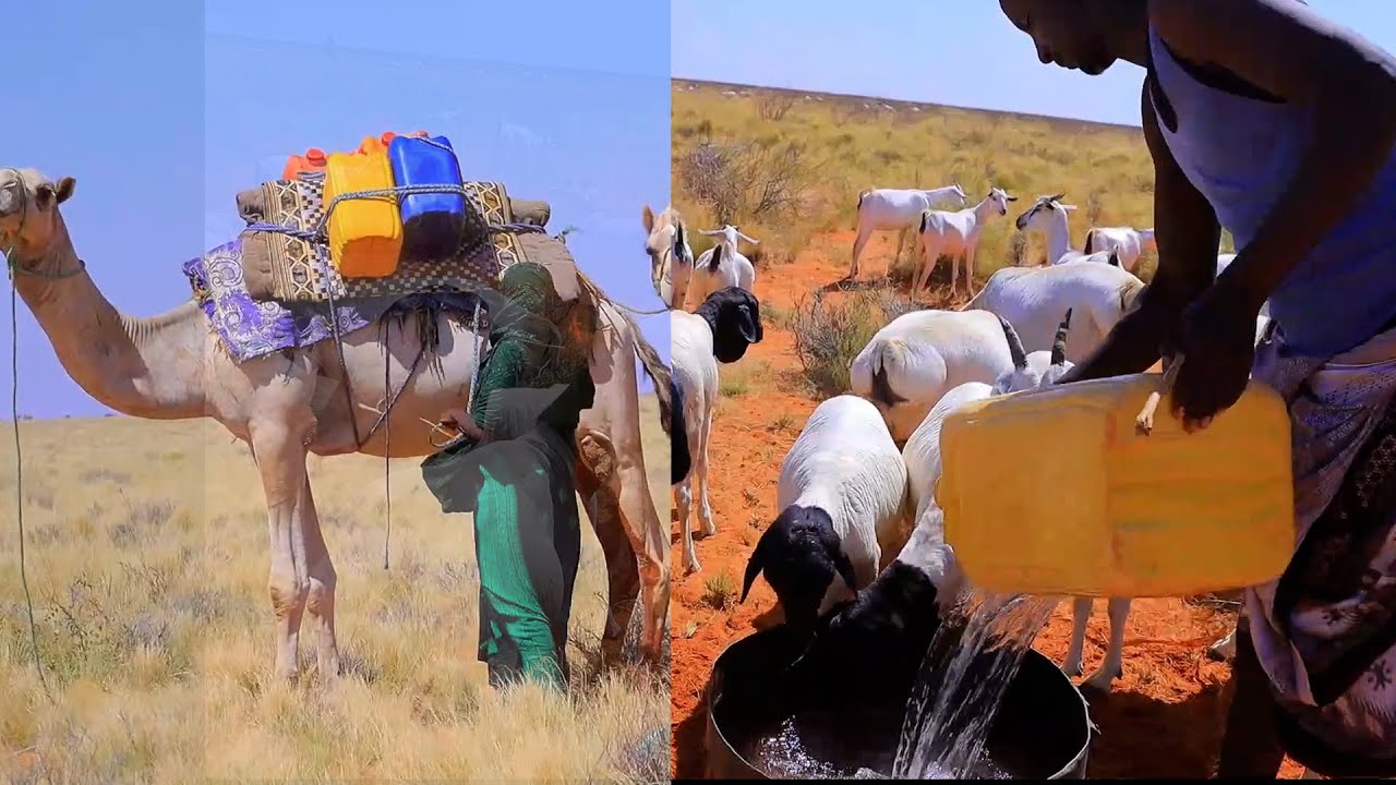 Qoysas xoolo dhaqato ah oo ku nool deegaano hoostaga Gaalkacyo oo ...