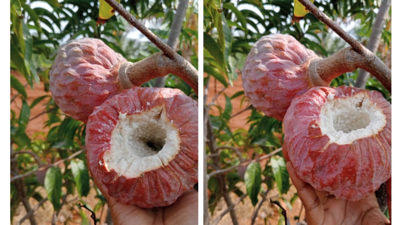 🍃🍃... சிவப்பு சீத்தாப்பழம் அறுவடை// Red Seetha palam harvesting in my ...