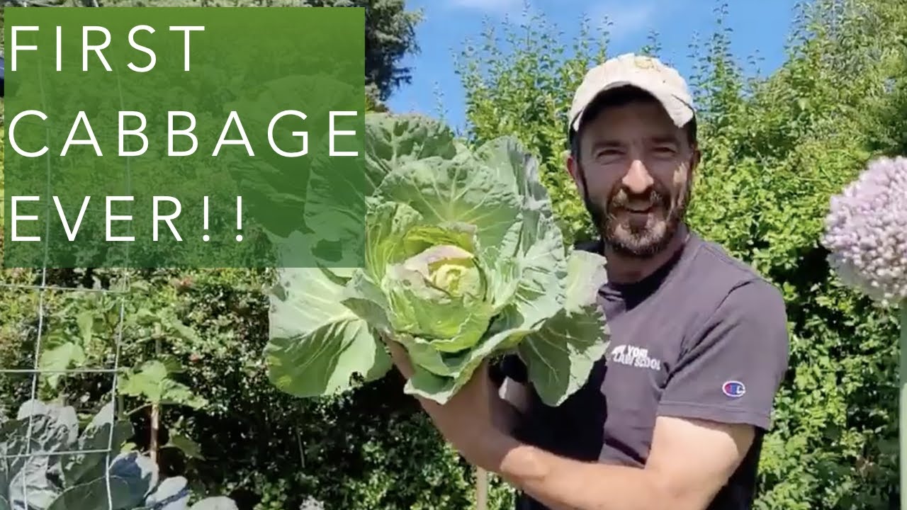 First Cabbage EVER & a butterfly - YouTube