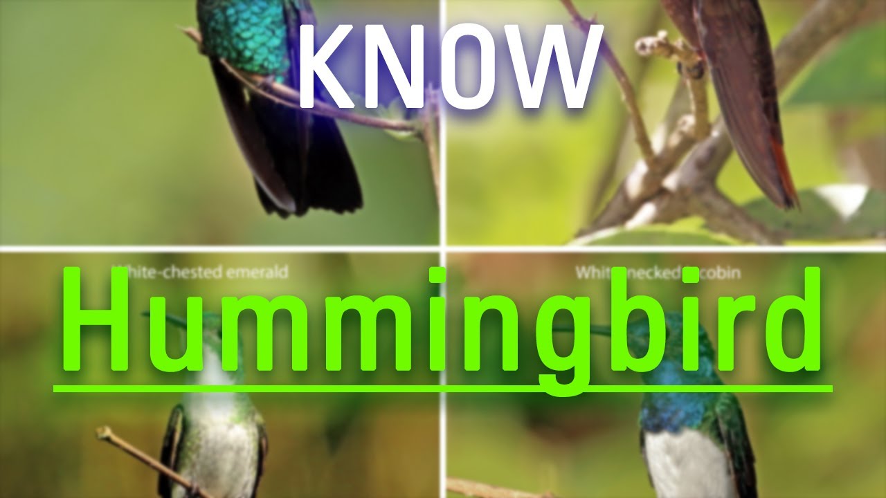 How to Say Hummingbird in English? | What is Hummingbird? | How Does ...