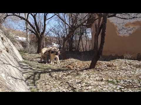 Kangal çiftleşmesi