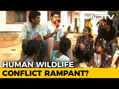 Human vs Wildlife Conflict - YouTube