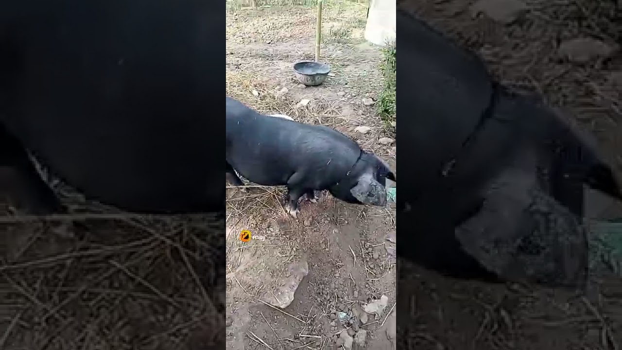 assam local pig - YouTube