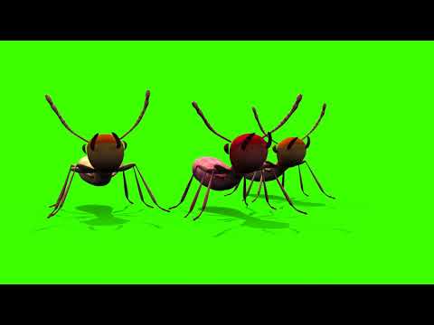 cute little ants green screen free to use