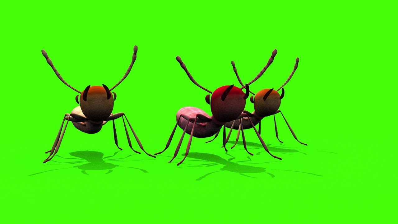 cute little ants green screen free to use - YouTube