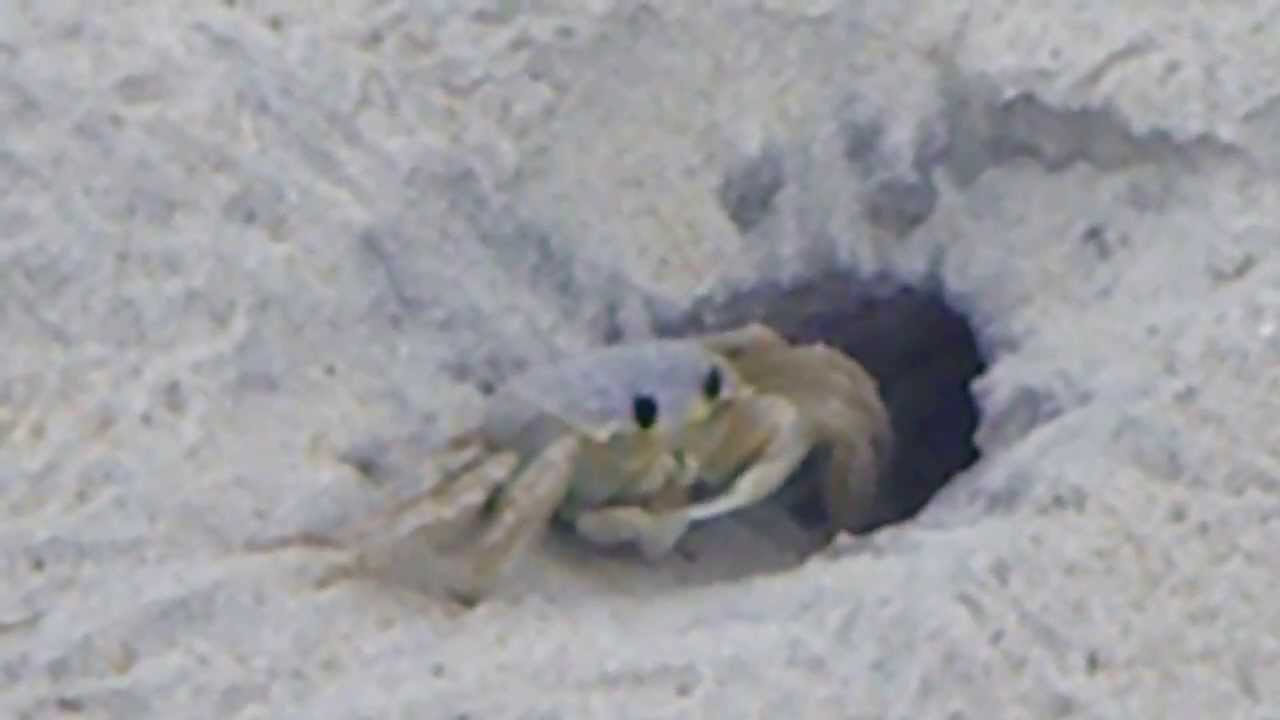 watching a sand crab at the Outer Banks, N.C. - YouTube