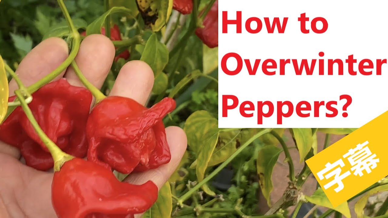 How to Overwinter Peppers? - YouTube