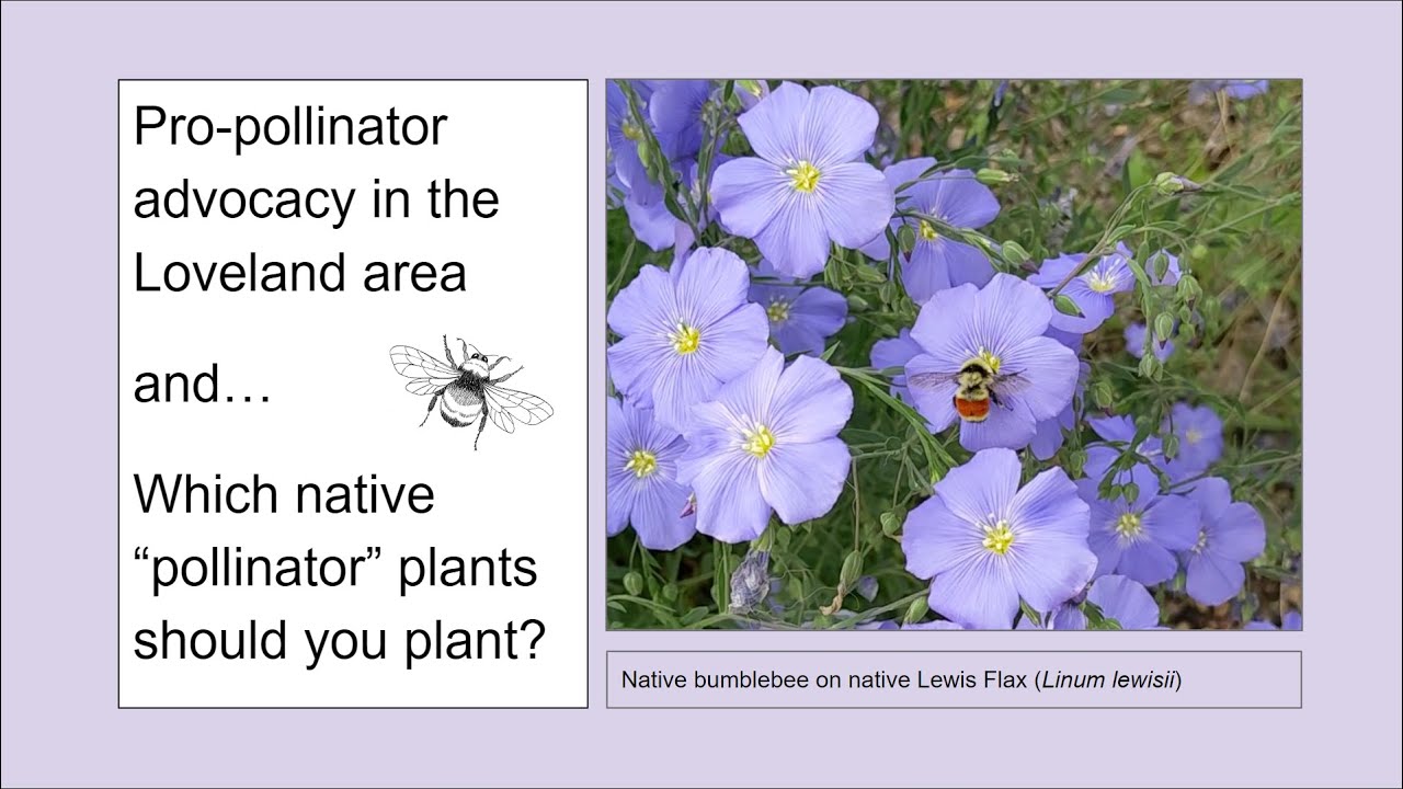Best Pro-Pollinator Native Plants & Pro-Pollinator Action Update, February 21, 2024 - YouTube