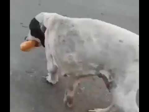 Fani dog video - YouTube