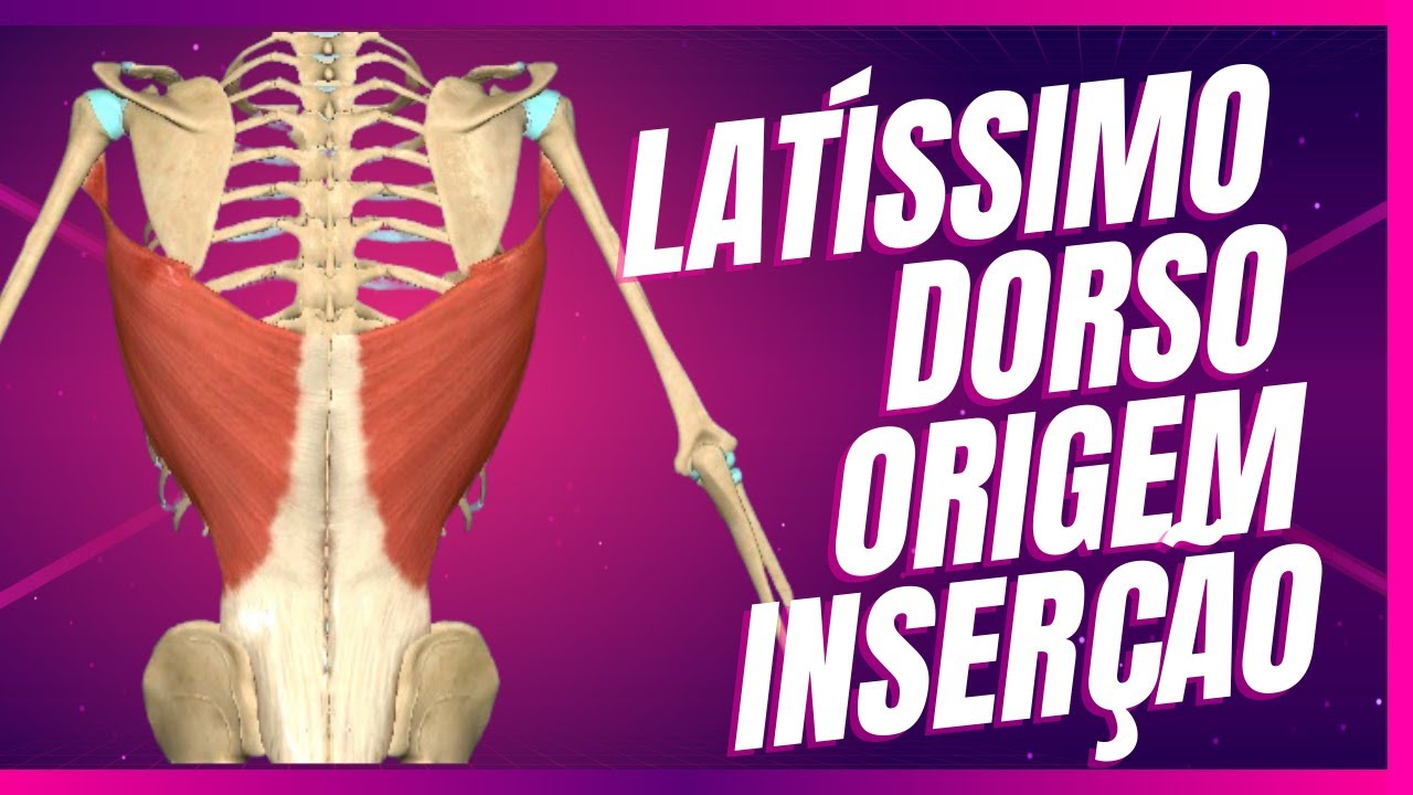 Latíssimo Dorso Origem Inserção e Ação - YouTube