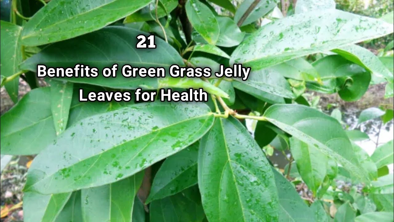 Benefits of Green Grass Jelly Leaves for Health - YouTube