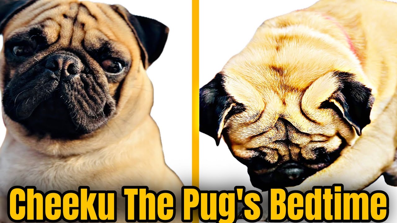 Cheeku The Pug’s Bedtime || Life Of Pug - YouTube