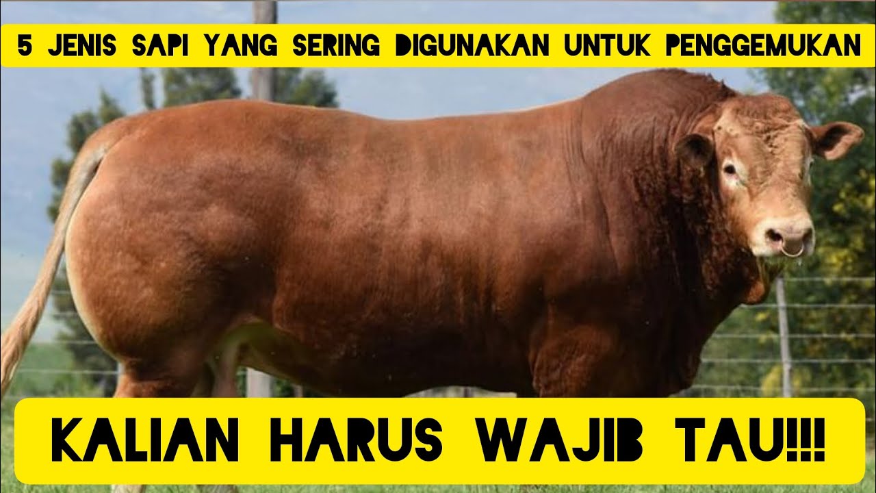 5 jenis sapi dengan pertumbuhan bobot badan yang cepat dan daya tahan ...