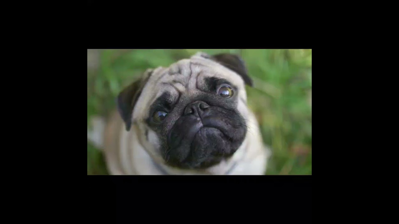 10 Emotions of pugs 😂😂😂☹️😤# emotional pugs# happy pug # sad pug - YouTube