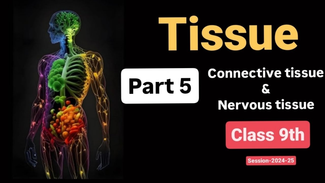 Class 9| Biology |Chapter 2| Tissue | Connective Tissue and Nervous ...