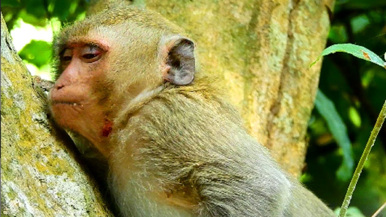 Oh my god ! Please help me, Adult monkey need people help, No power any ...