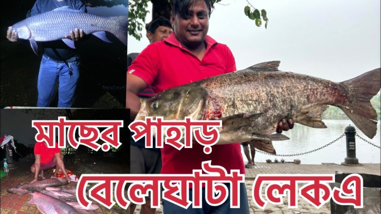 Beleghata lake fishing#Big Rui Fish# Bighead fish #रुहू मछली#বেলেঘাটা ...