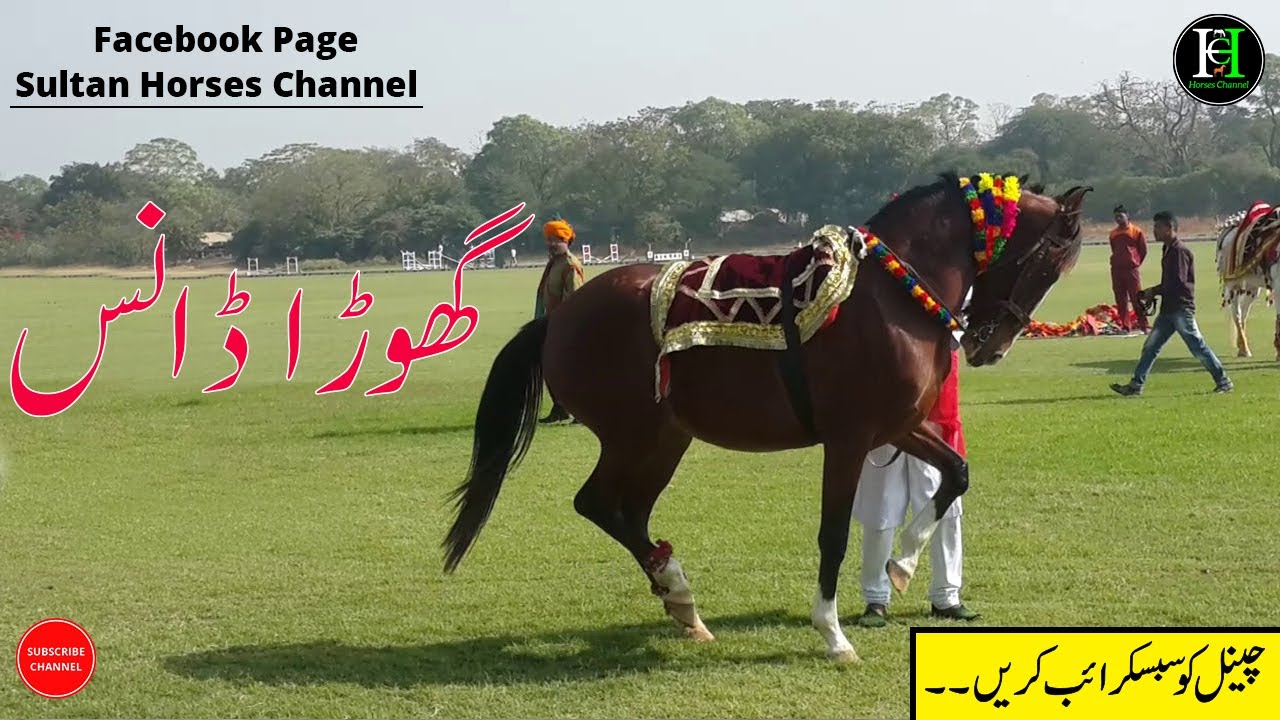 Top 5 Horse Dance | Punjab Horse Dance | Horse Dance | Stallion | Peer ...
