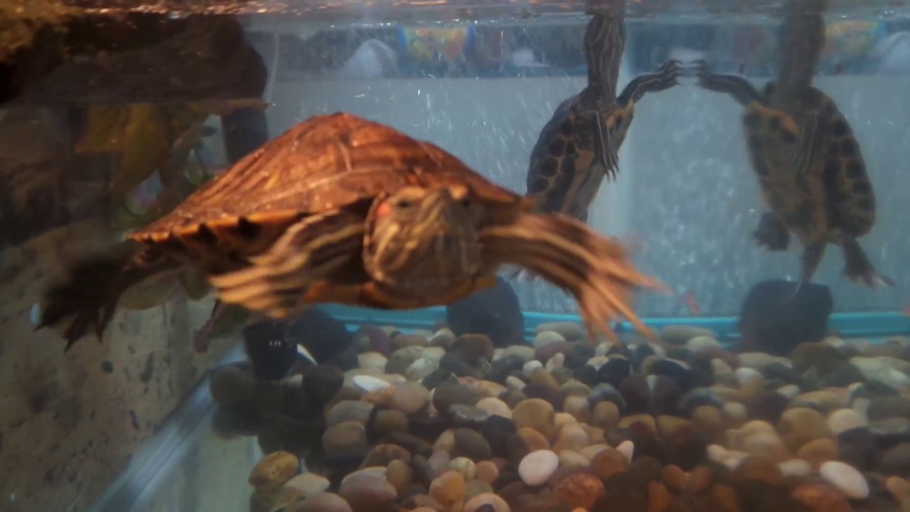 How To Get A Crystal Clear Turtle Tank YouTube how-to-get-a-crystal-clear-turtle-tank-youtube