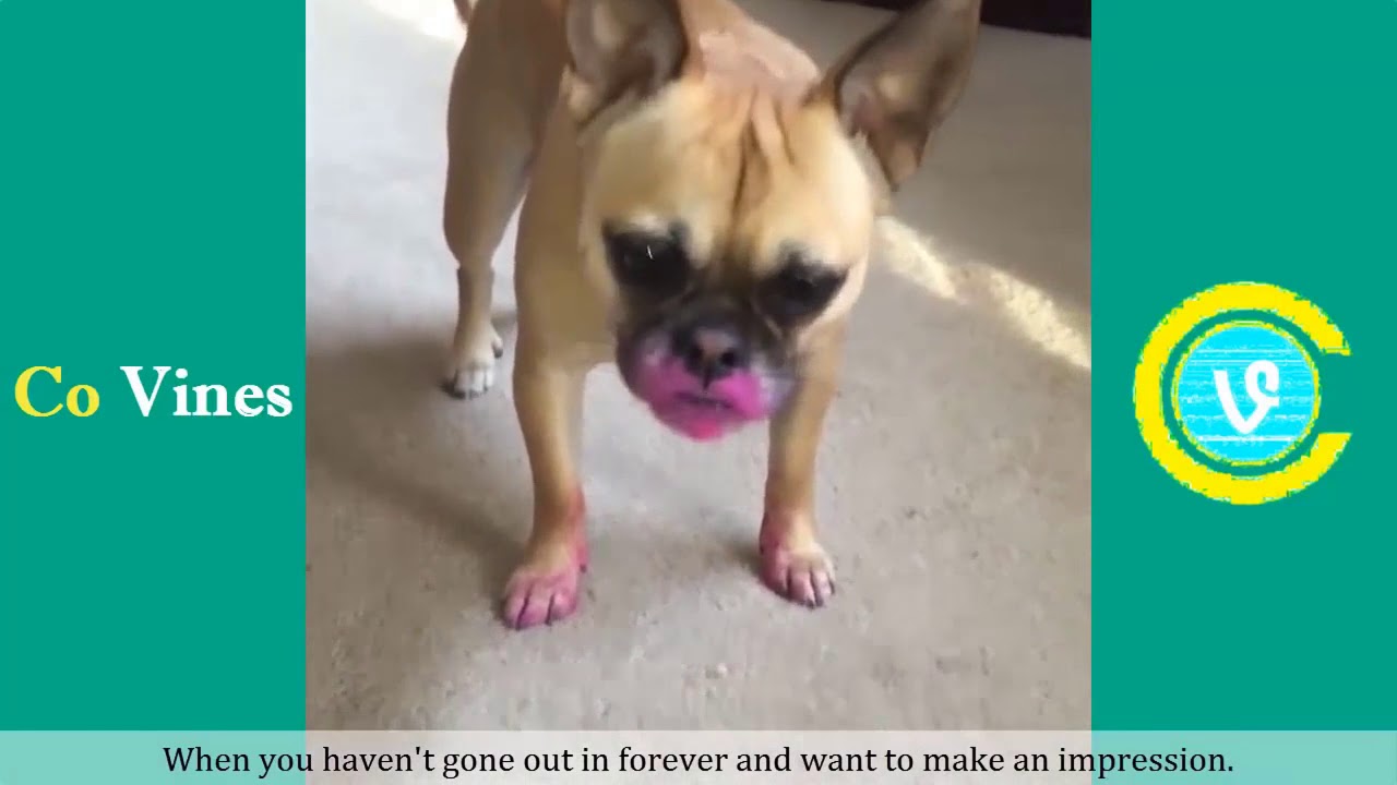 Top 200 Funny Animals Vines FunnyVines 56 - YouTube