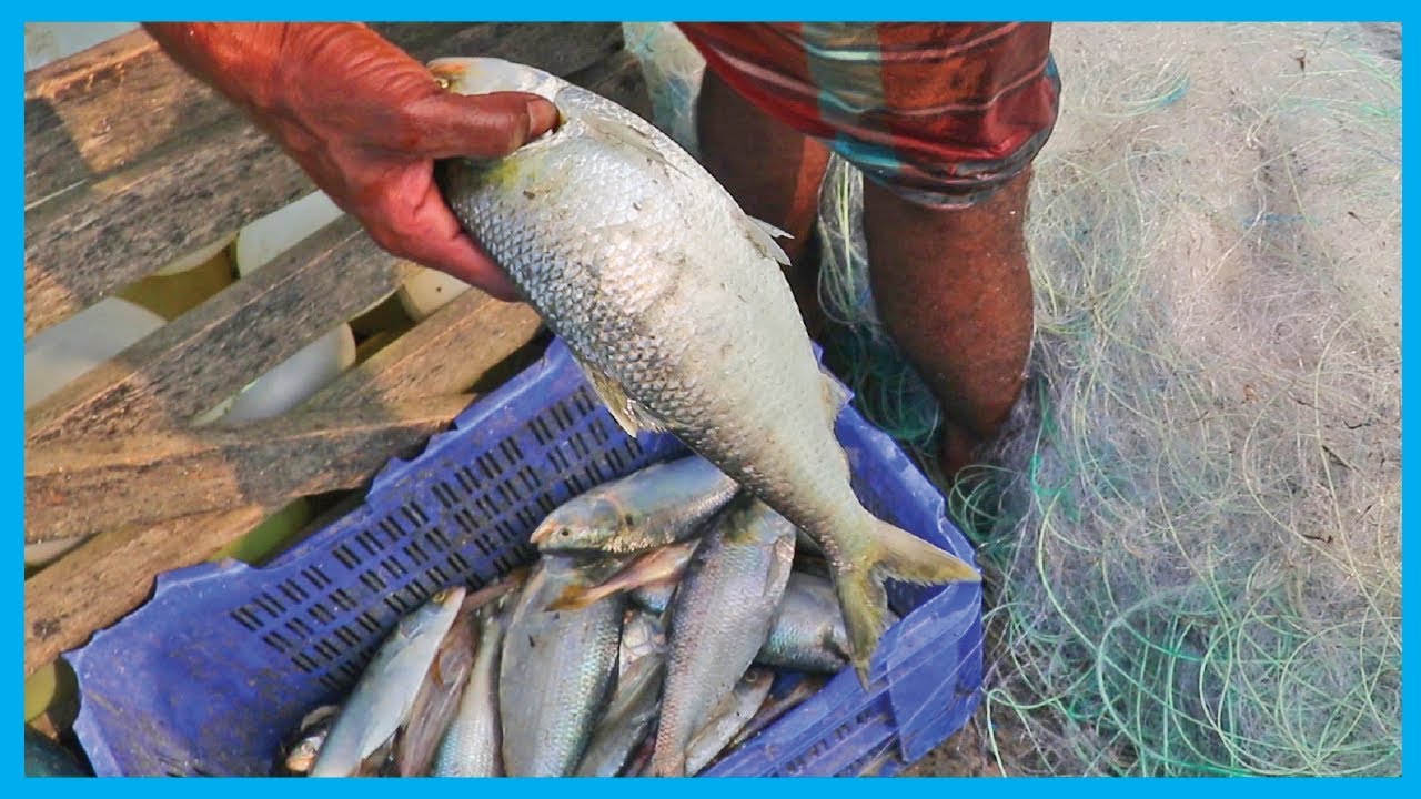 Amazing Fast Hilsa Fishing Skill- Catching Hilsa Fish Big on the Sea ...