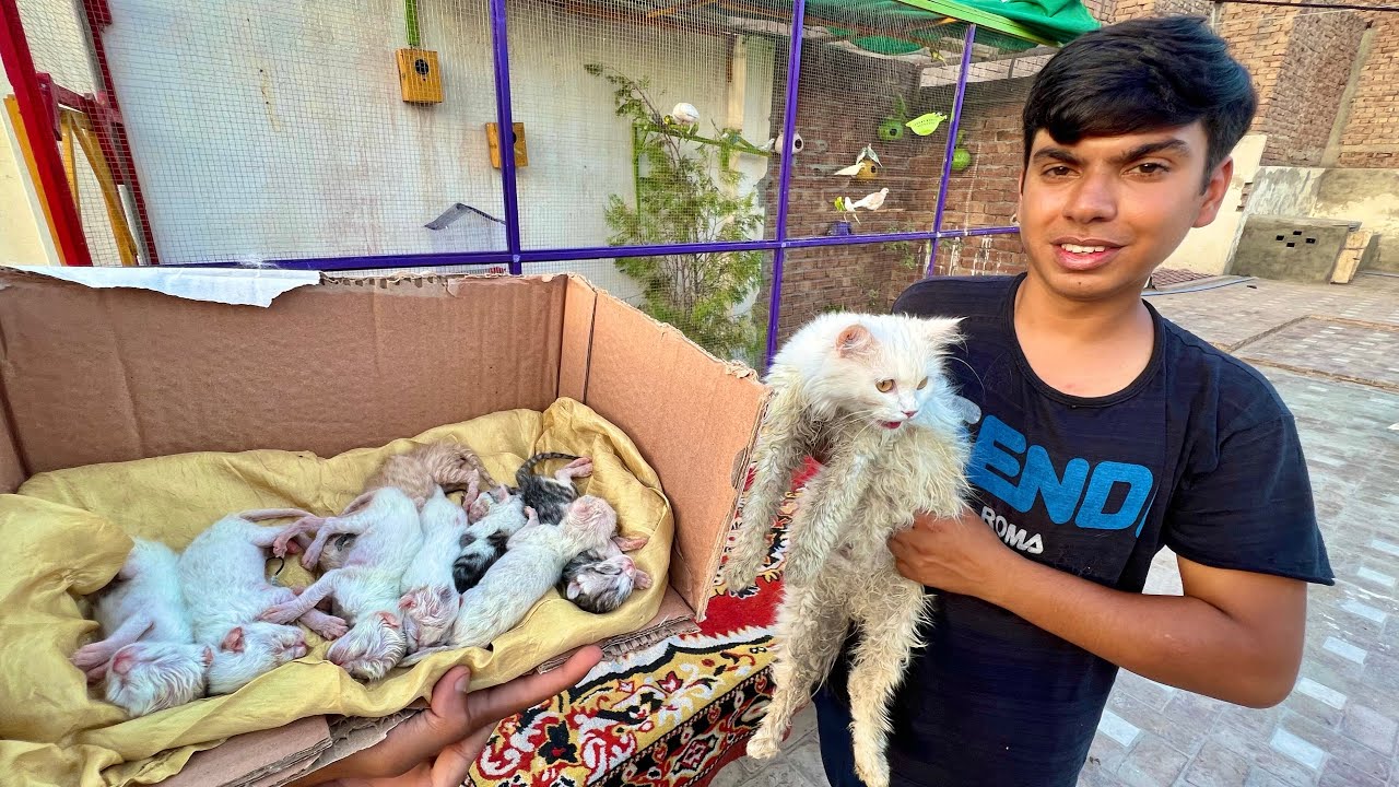 New Cat Ny 8 Bacha Peda Kiya 😍 - YouTube