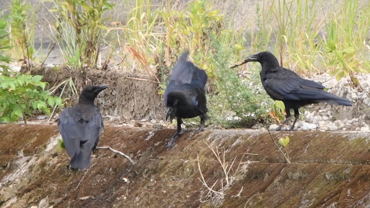 Crows playing with toys (8/6) #crow #wildbird #nature - YouTube